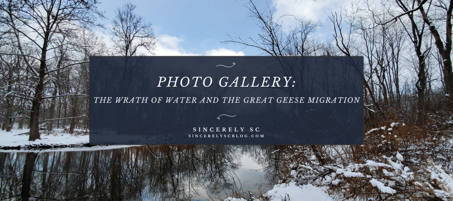 Photo Gallery: The Wrath of Water and the Great Geese Migration ...