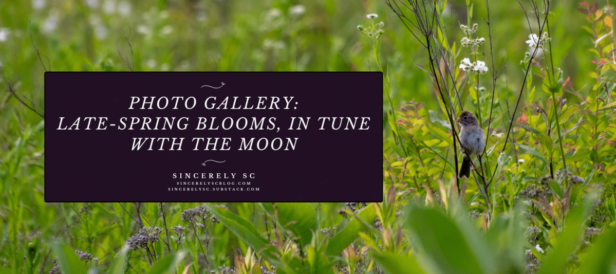 Photo Gallery: Late-Spring Blooms, In Tune with the Moon – Sincerely SC